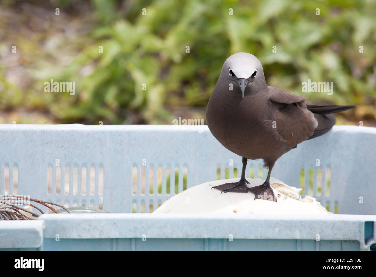 Brown Noddy, Common Noddy (Anous stolidus pileatus) perched on plastic ...