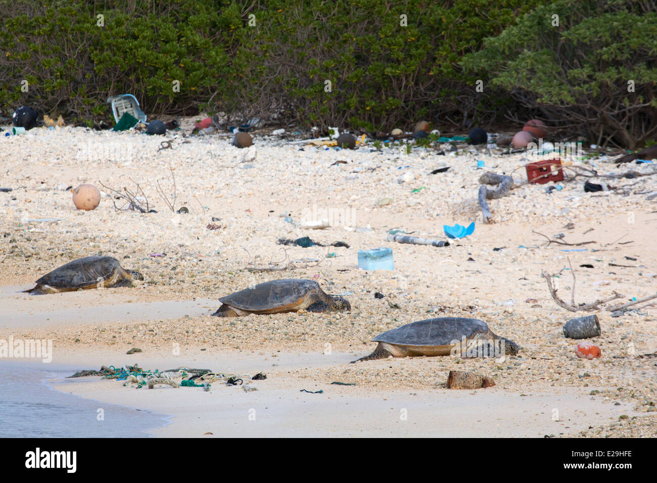 Turtle pollution hawaii hi-res stock photography and images - Alamy
