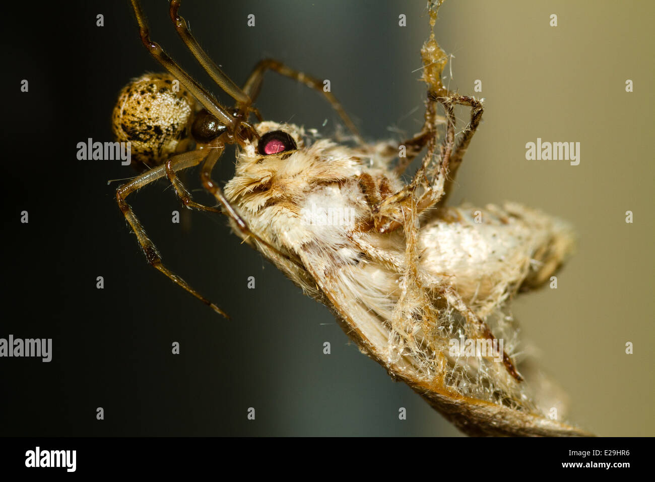 Small Orb Weaving Spider with captured Prey Stock Photo - Alamy