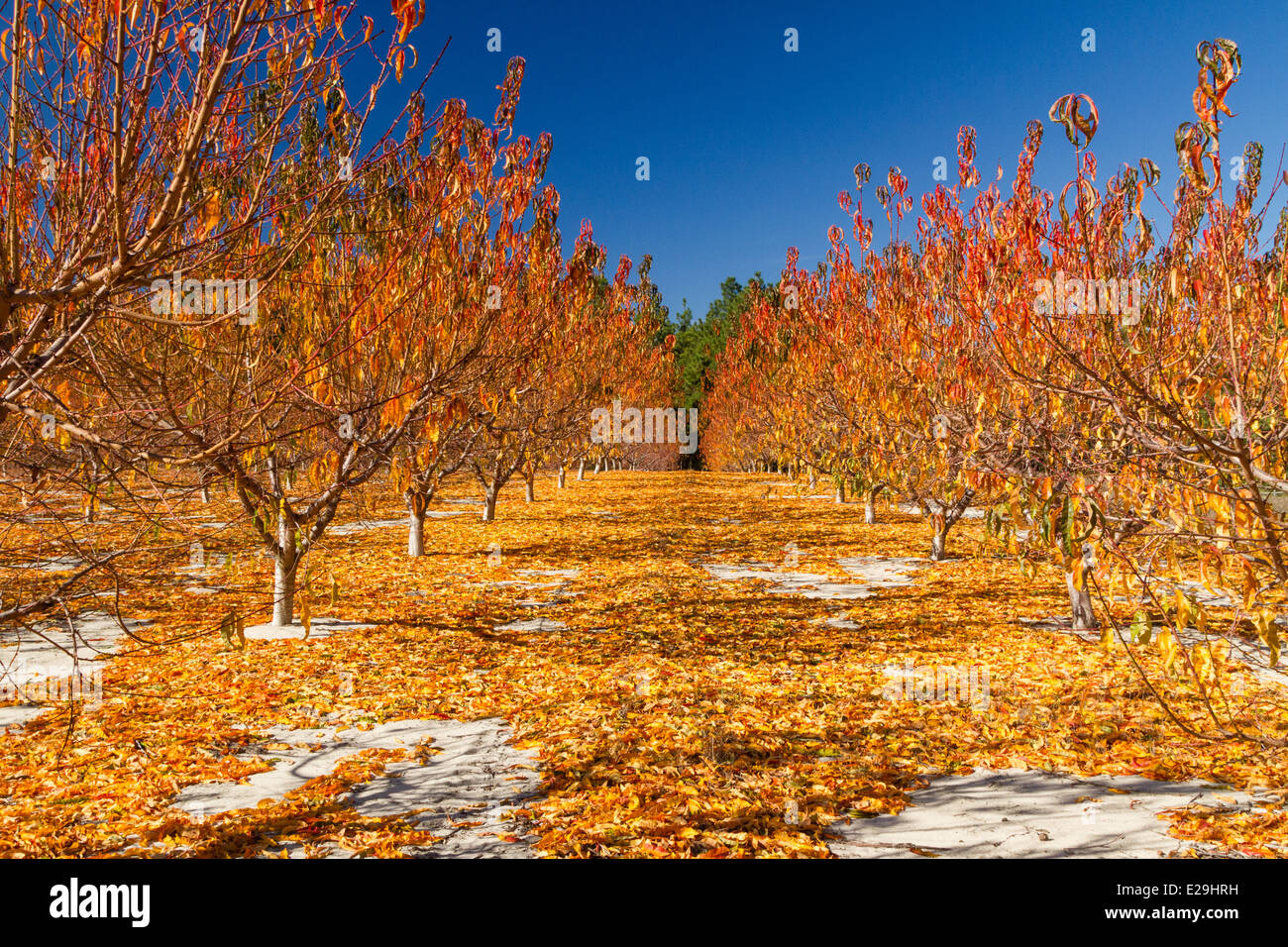 Peach orchard hi-res stock photography and images - Alamy