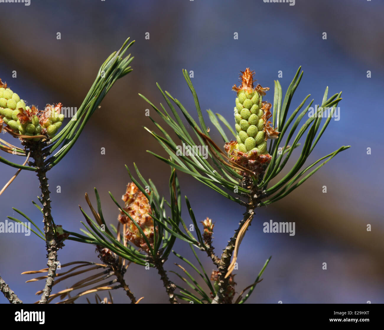 Eastern white pine hi-res stock photography and images - Alamy