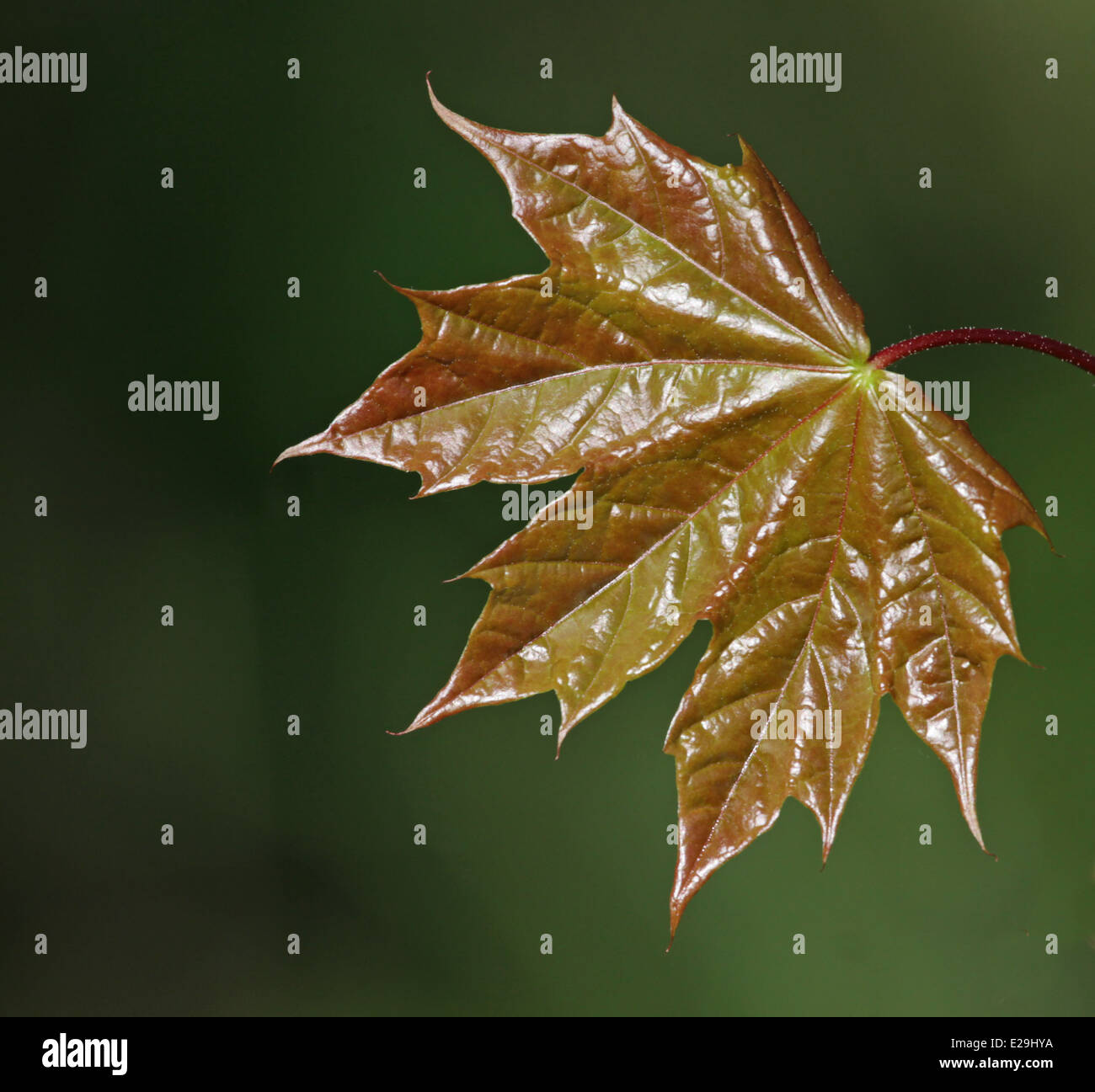 Shiny Maple Leaf Stock Photo - Alamy