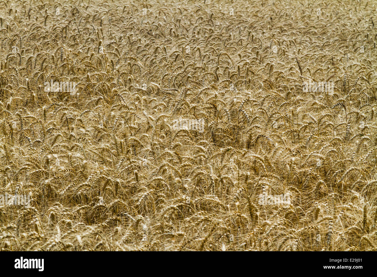 Bearded Wheat High Resolution Stock Photography and Images - Alamy