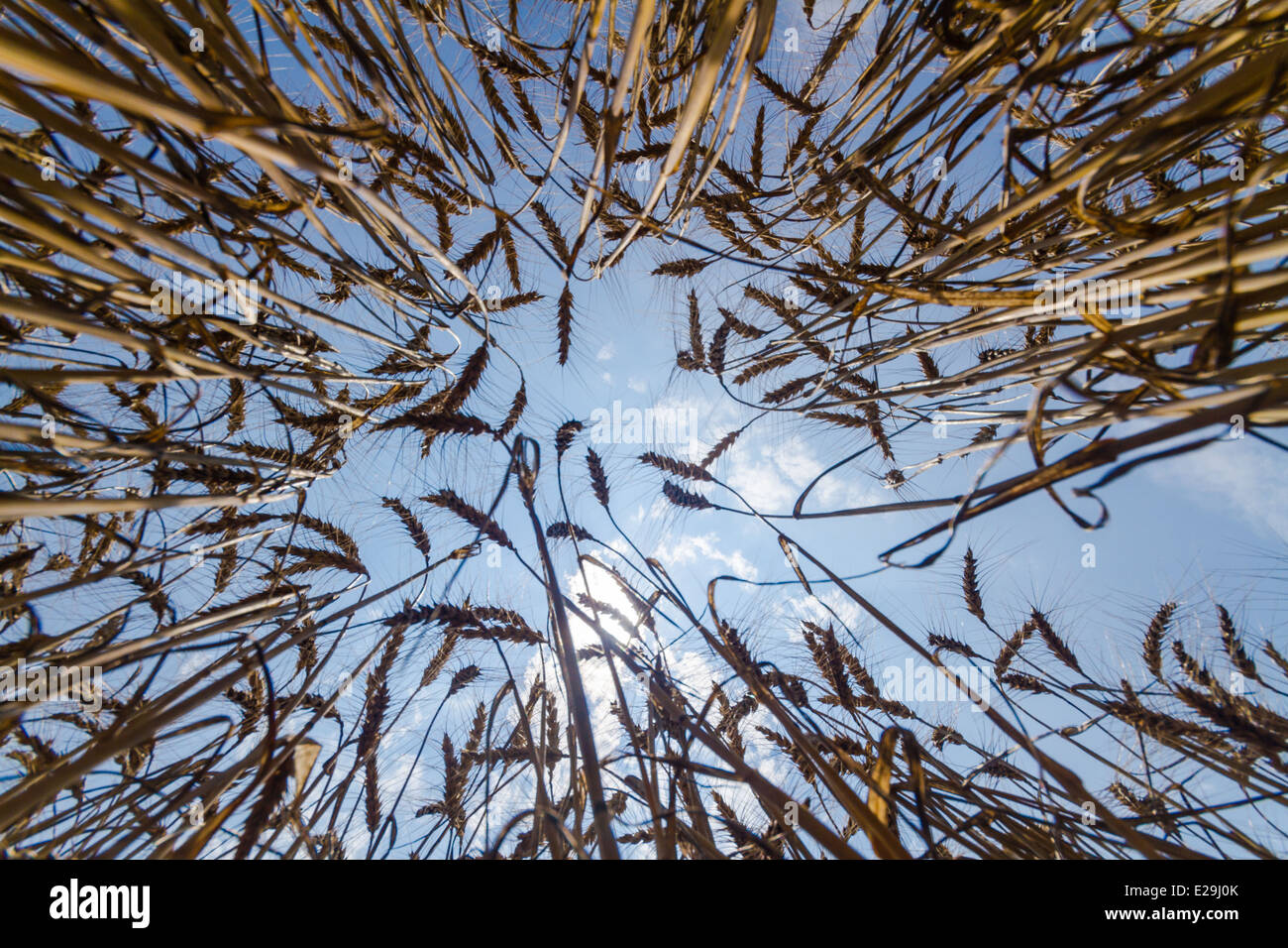 Bearded wheat grass hi-res stock photography and images - Alamy