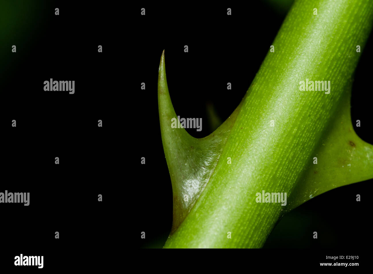 Spine plant hi-res stock photography and images - Alamy