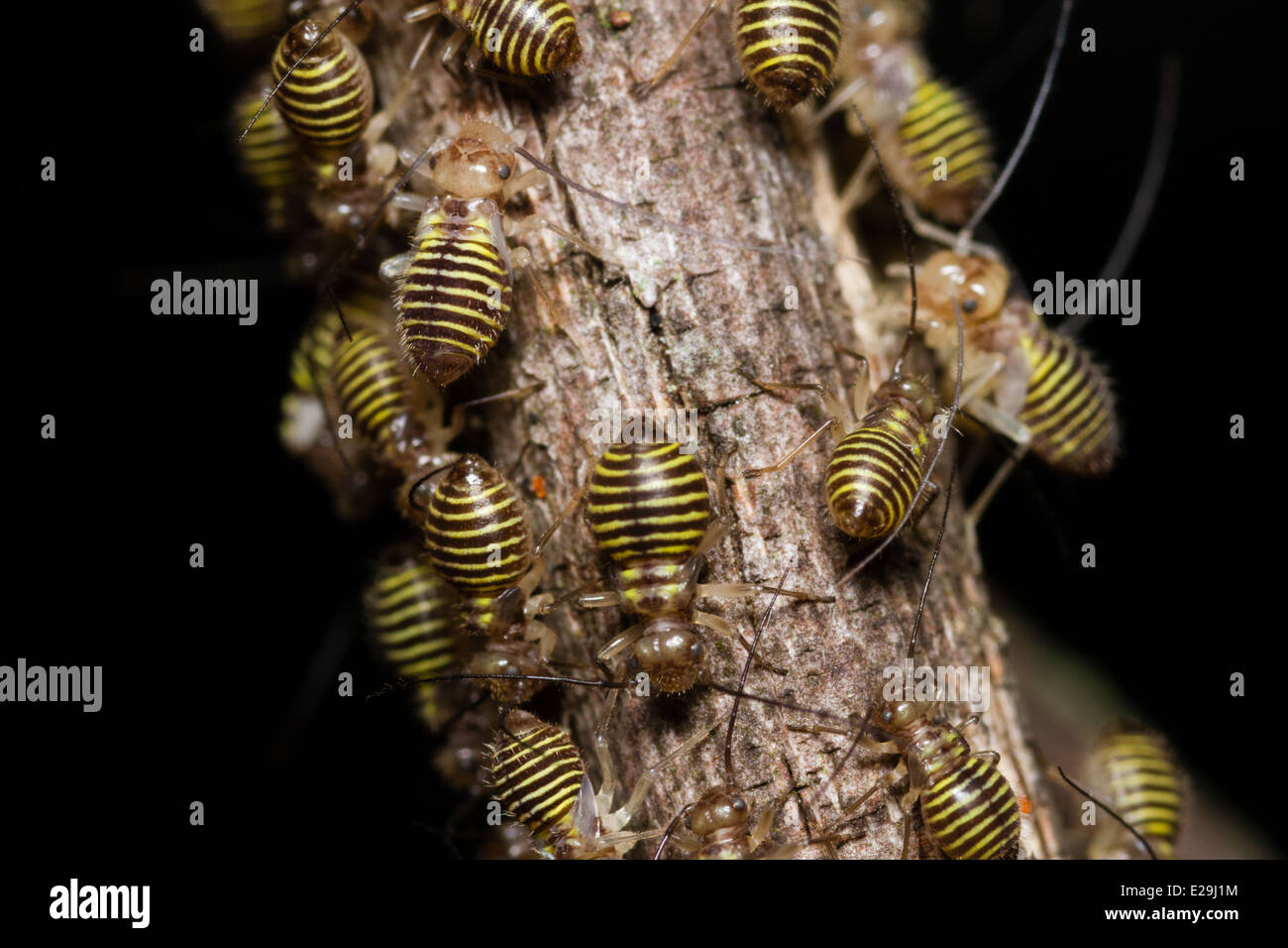 Bark lice hi-res stock photography and images - Alamy