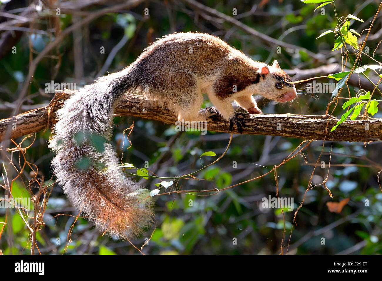 Grizzled Giant Squirrel Stock Photo - Alamy