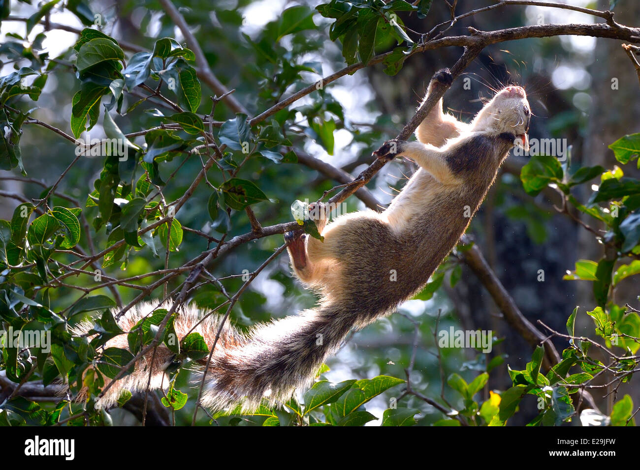 Grizzled Giant Squirrel Stock Photo - Alamy