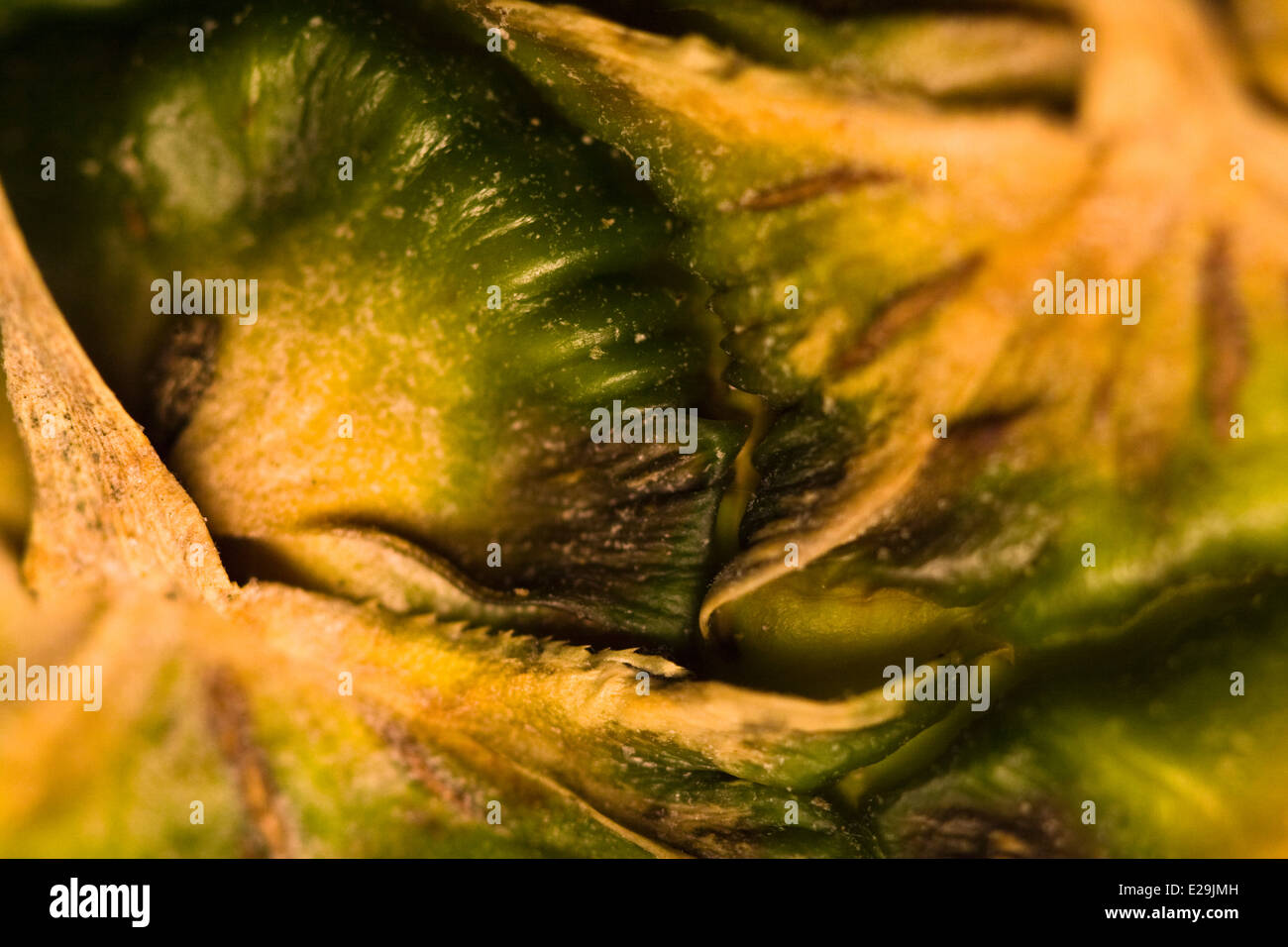 Abstract. Macro photograph of a ripening Pineapple husk Stock Photo - Alamy