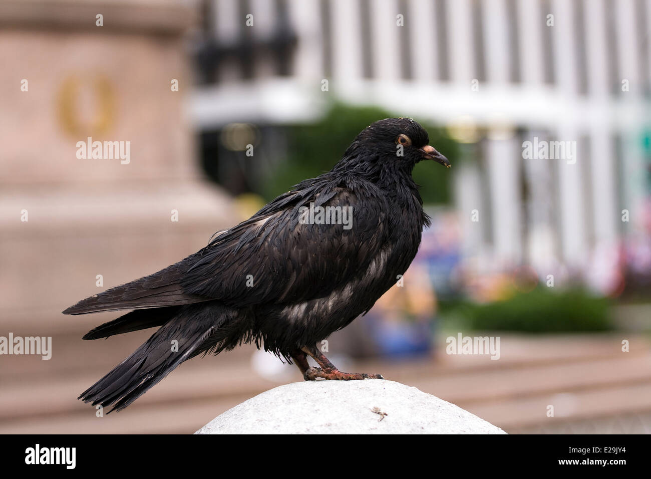 Dirty pigeon hi-res stock photography and images - Alamy