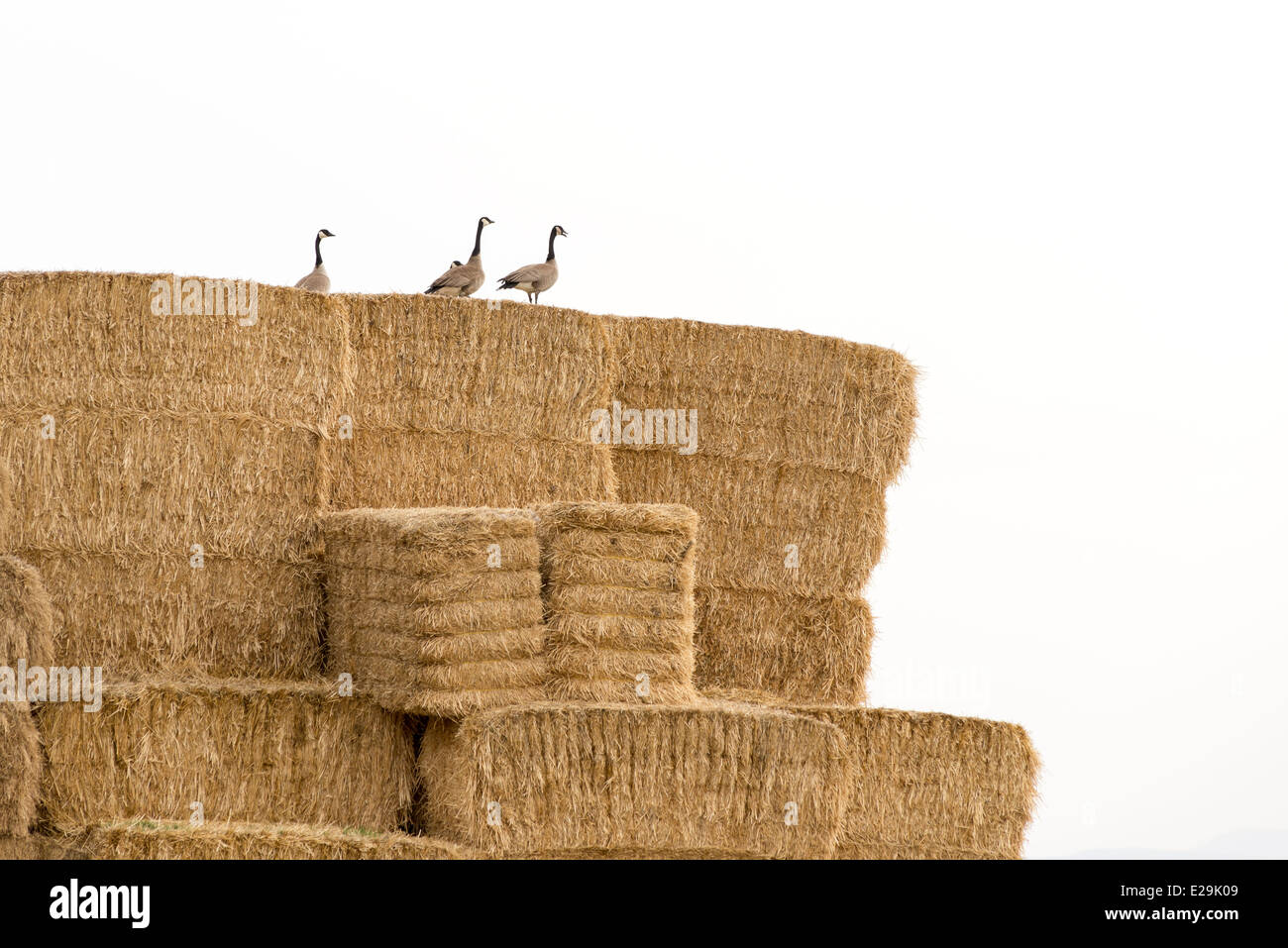 Catlow valley hi-res stock photography and images - Alamy