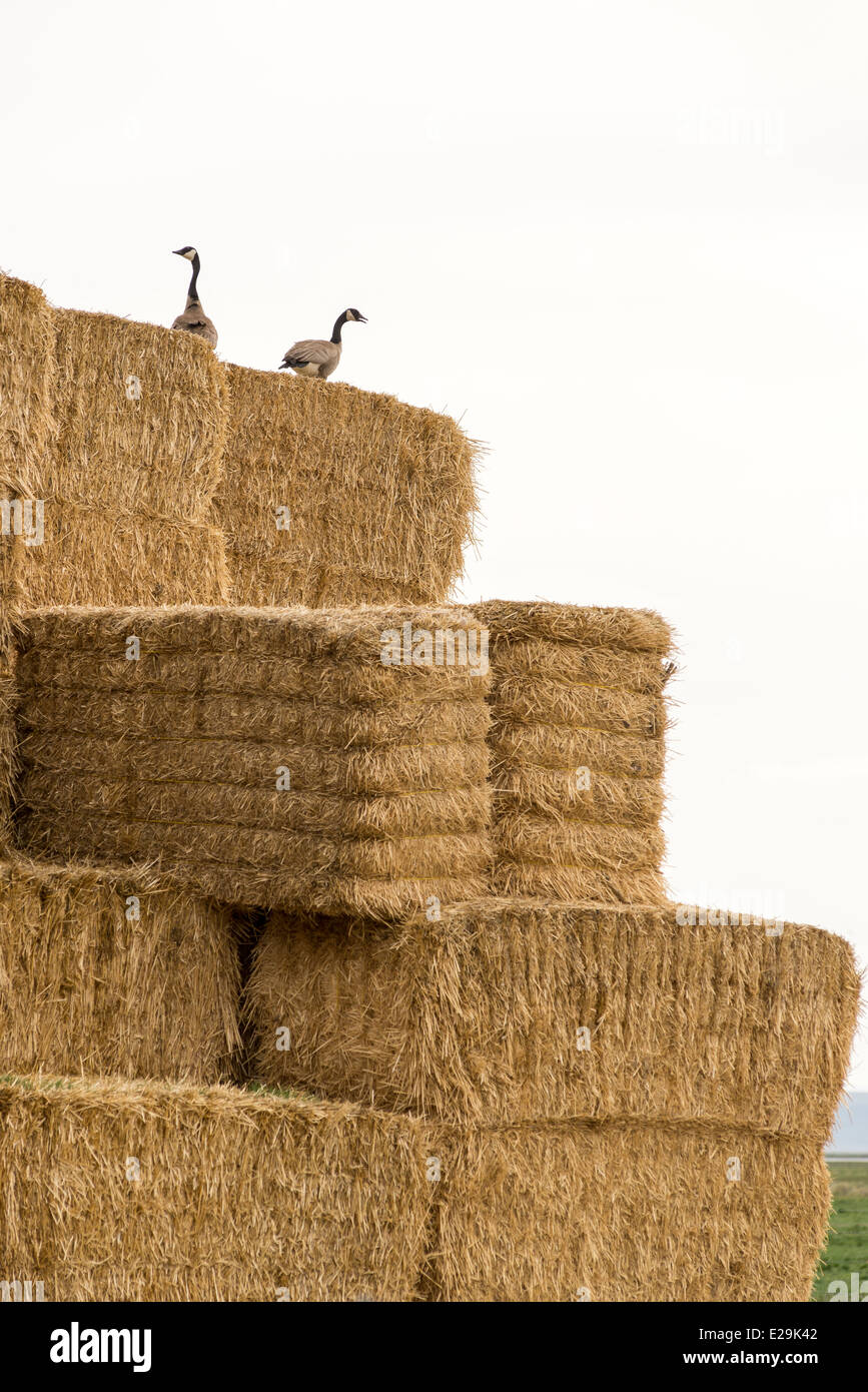 Geese on a haystack in Eastern Oregon Stock Photo - Alamy
