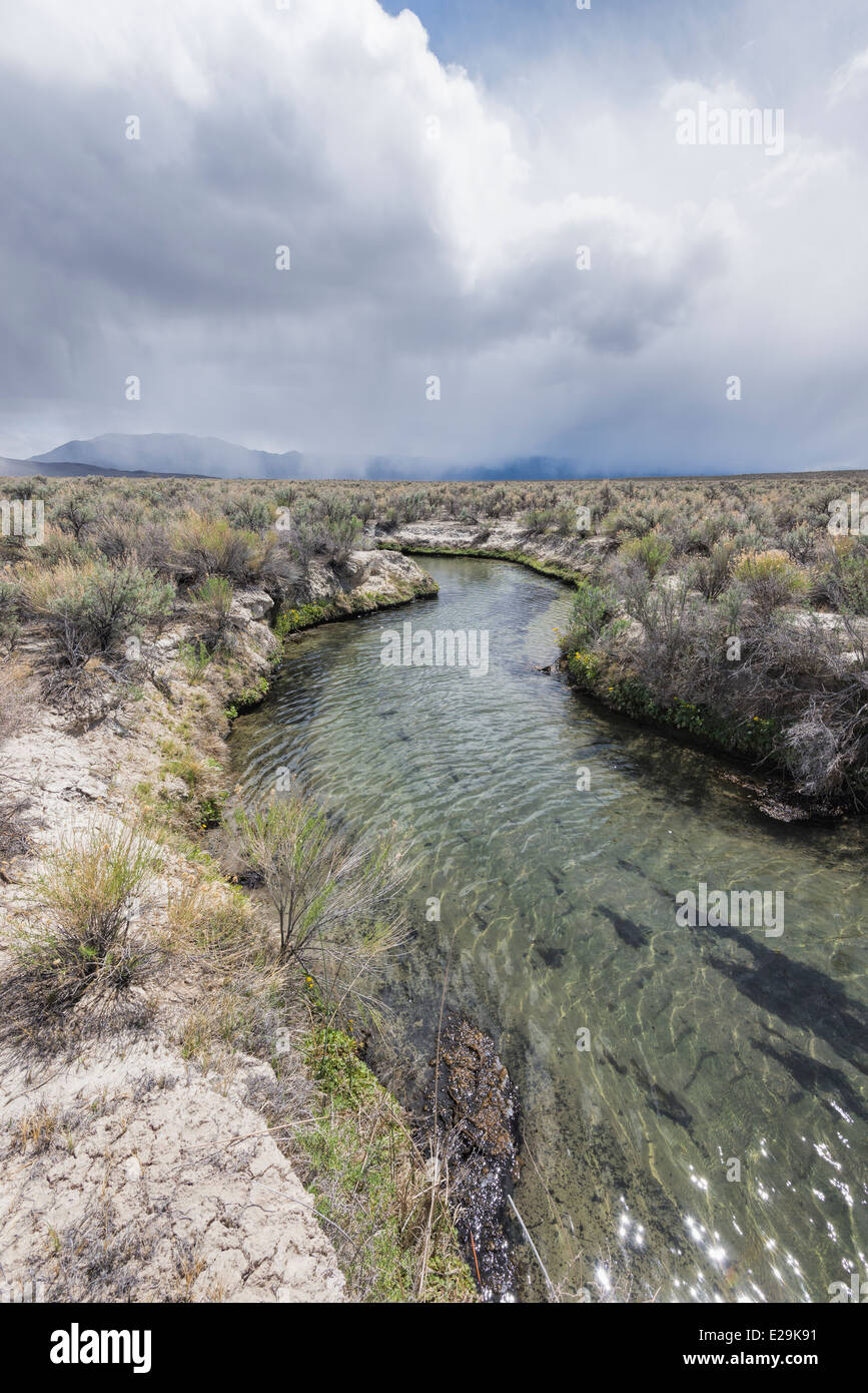Bog Hot Springs in desert of Northern Nevada Stock Photo - Alamy