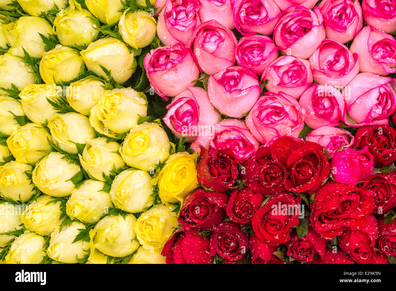 Beautiful roses with rain drops Stock Photo - Alamy