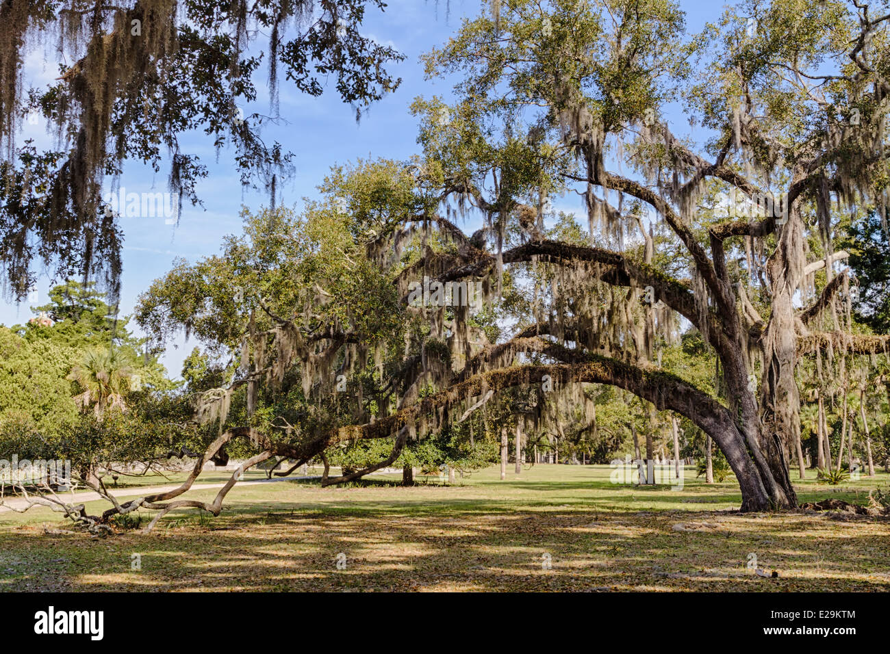 Live oak tree hi-res stock photography and images - Alamy