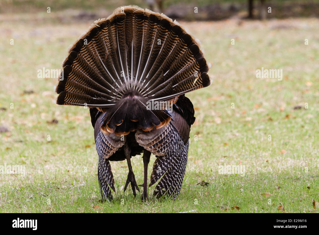 Wild Male Turkey (Meleagris gallopavo) Breeding Display, Cumberland ...