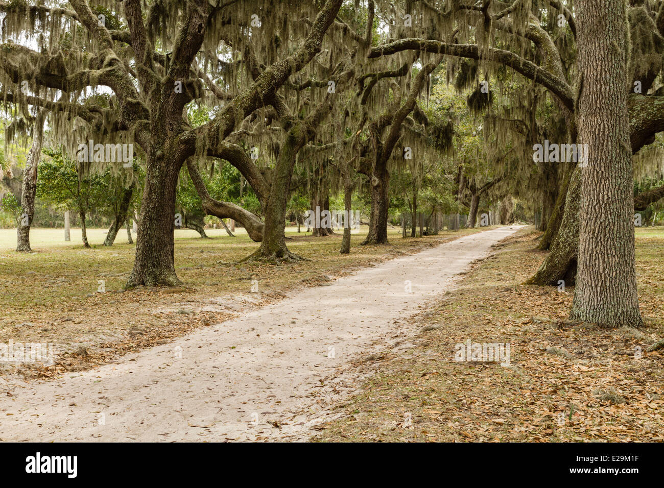 Tree Lined Road to Dungeness, Cumberland Island, Georgia (Converted to ...