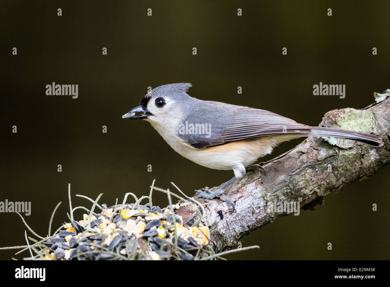 Tufted Titmouse (Baeolophus bicolor) eating a seed perched on a branch ...