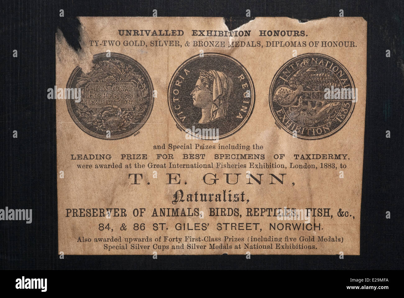 History taxidermy hi-res stock photography and images - Alamy