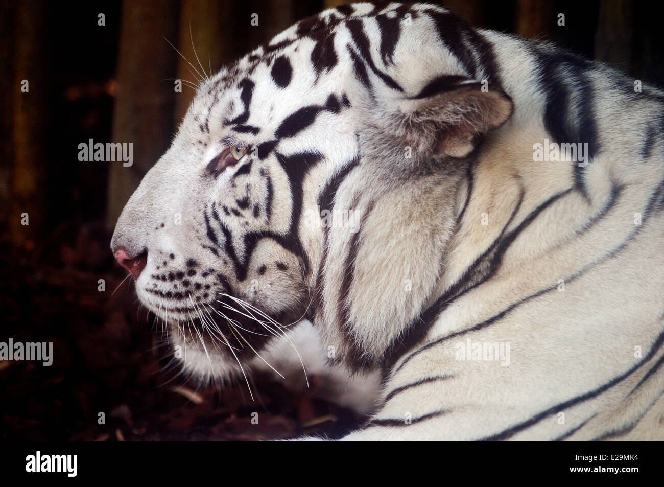 Sumatran Tiger Head High Resolution Stock Photography and Images - Alamy