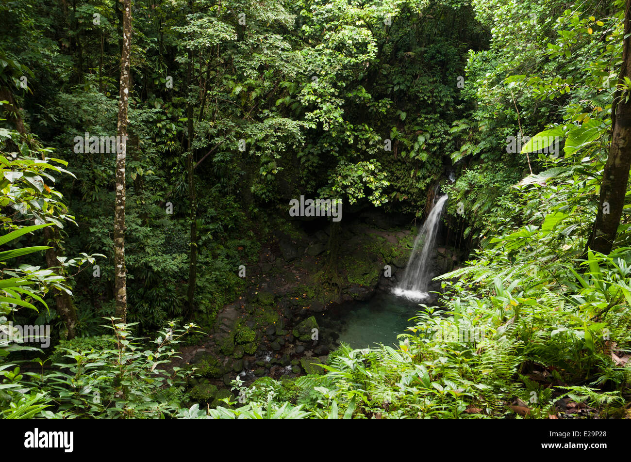 Dominica, Morne Trois Pitons National Park, Emerald Pool Waterfall ...
