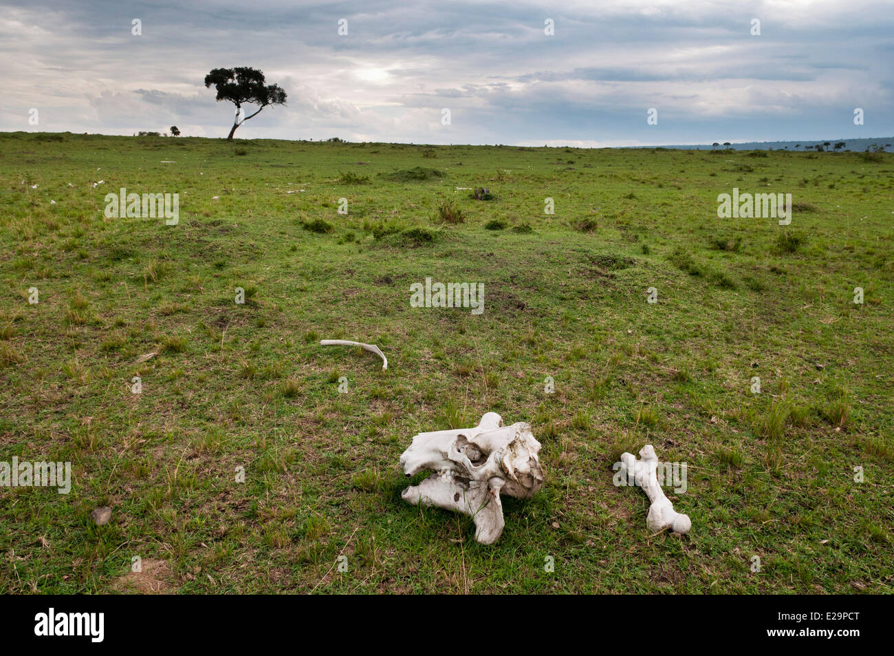 Kenya, Masai Mara, Hippopotamus skull (Hippopotamus amphibius Stock ...