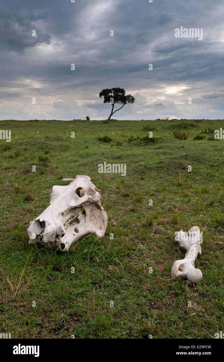 Kenya, Masai Mara, Hippopotamus skull (Hippopotamus amphibius Stock ...