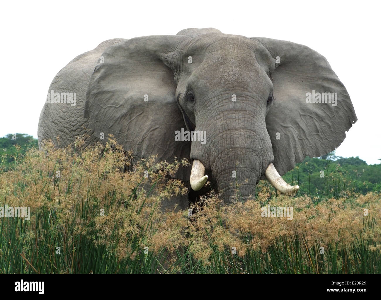 a elephant in Uganda (Africa Stock Photo - Alamy