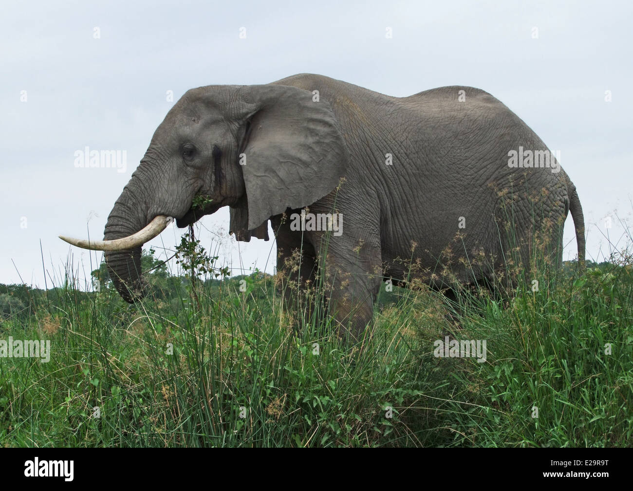 sideways shot of a elephant in Uganda (Africa Stock Photo - Alamy