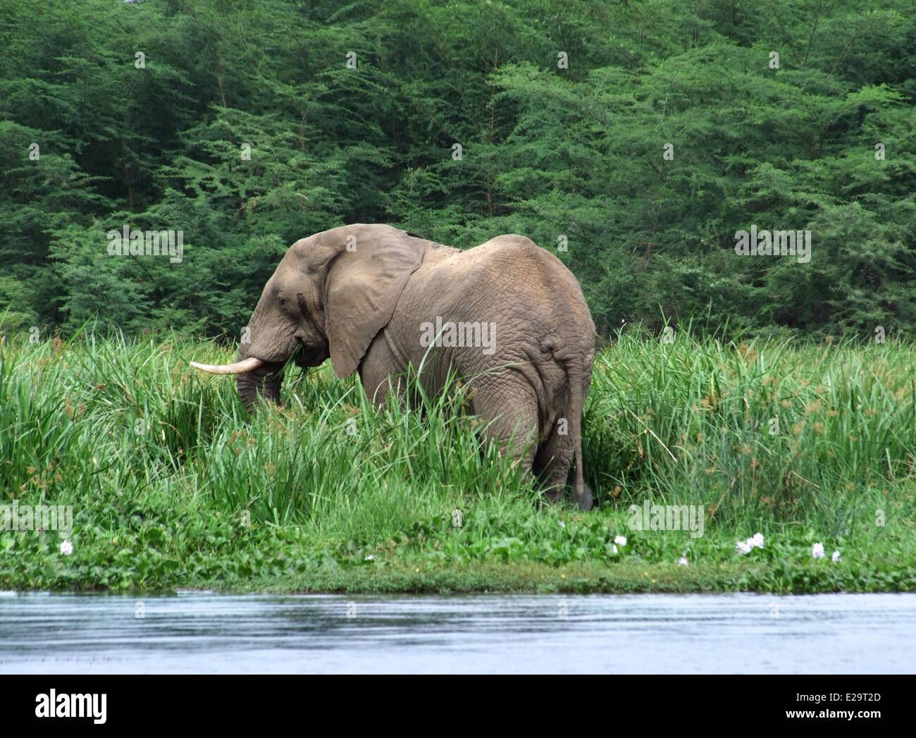 a elephant in Uganda (Africa Stock Photo - Alamy