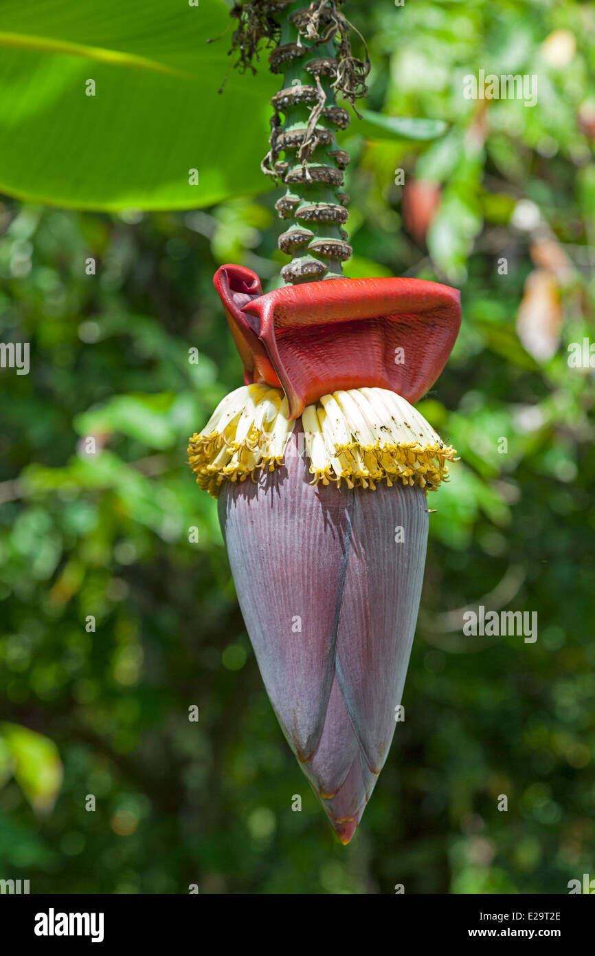 Banana heart still on the tree, Grenada, West Indies Stock Photo - Alamy
