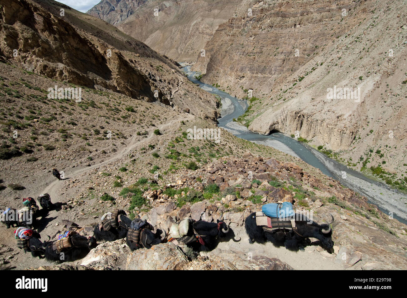 Nepal, Karnali Zone, Dolpo Region, Torak Sumdo, yak caravans Stock ...