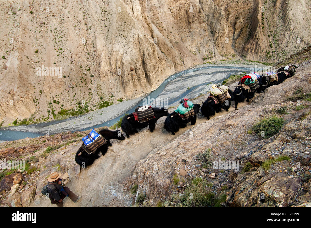 Nepal, Karnali Zone, Dolpo Region, Torak Sumdo, yak caravans Stock ...