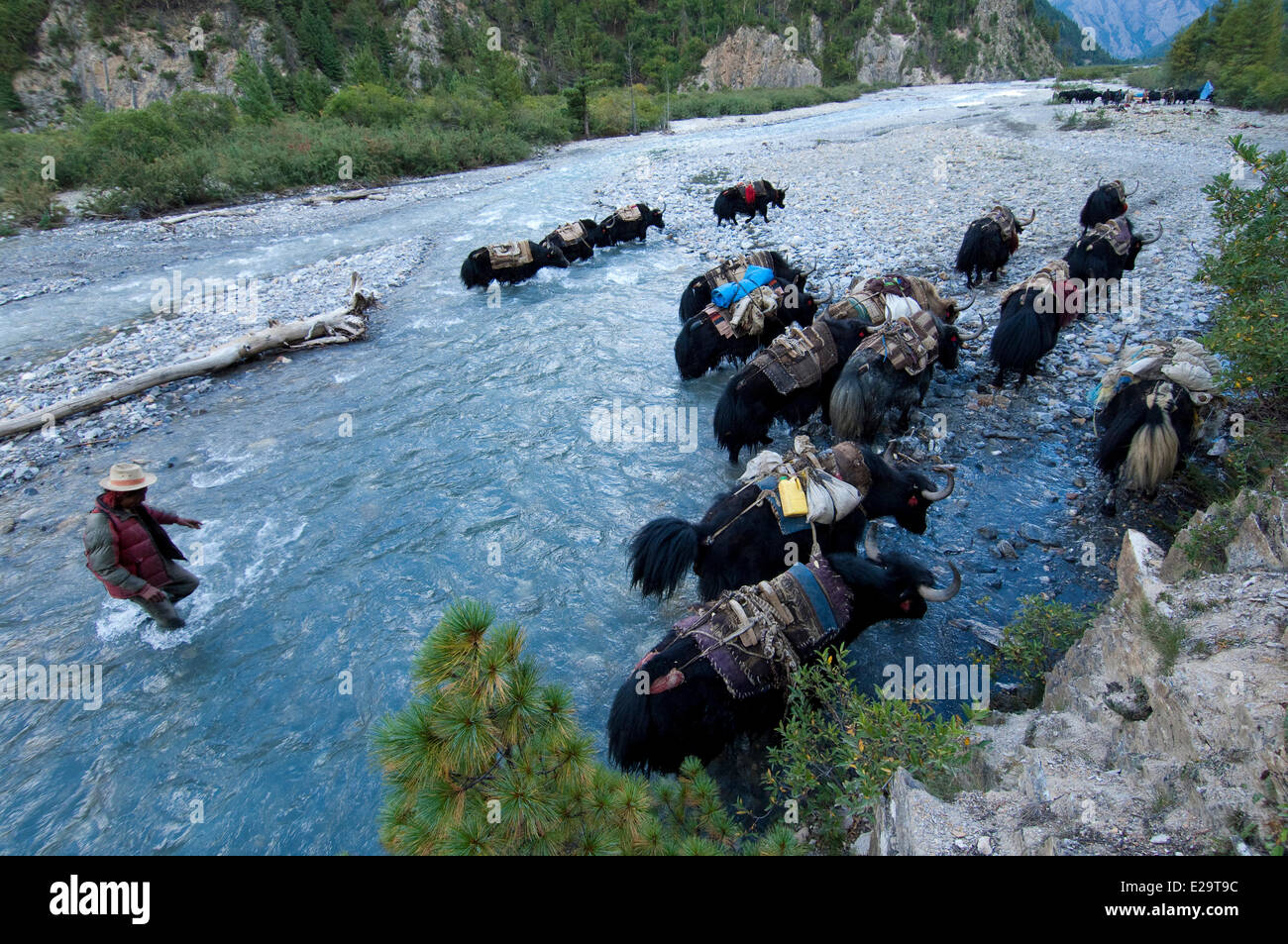 Dolpo yak caravan hi-res stock photography and images - Alamy