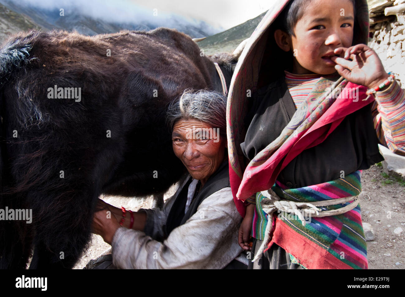 Yak Hybrid High Resolution Stock Photography and Images - Alamy