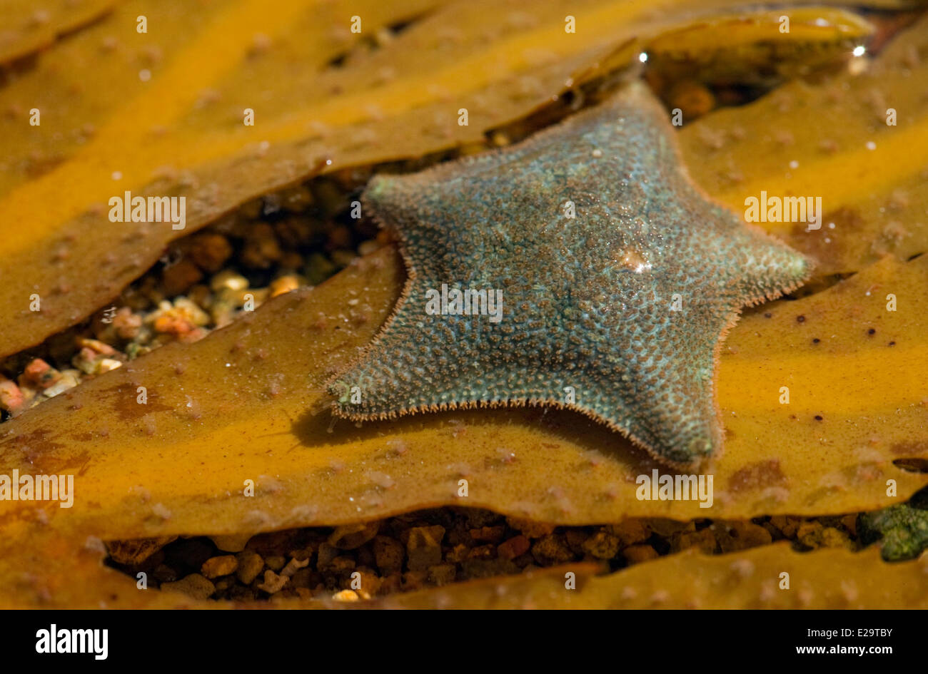 France, Cotes d'Armor, starfish Stock Photo - Alamy