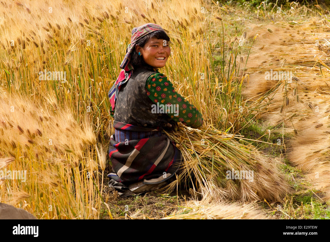 Nepal, Karnali Zone, Dolpo Region, Charkha, barley harvest Stock Photo ...