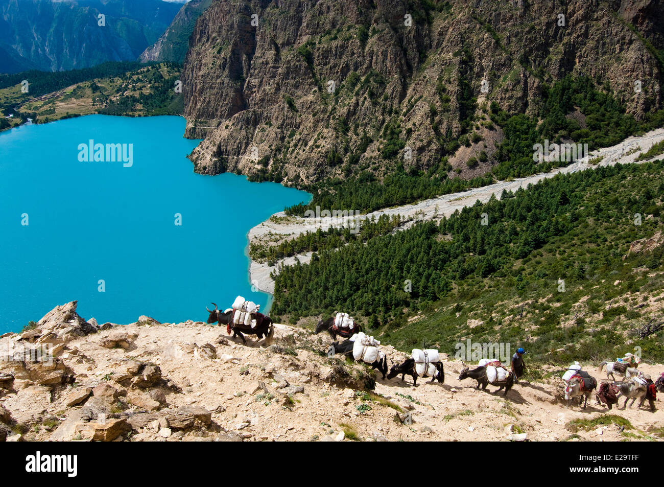 Nepal, Karnali Zone, Dolpo Region, Ringmo, Phoksumdo lake, caravan of ...