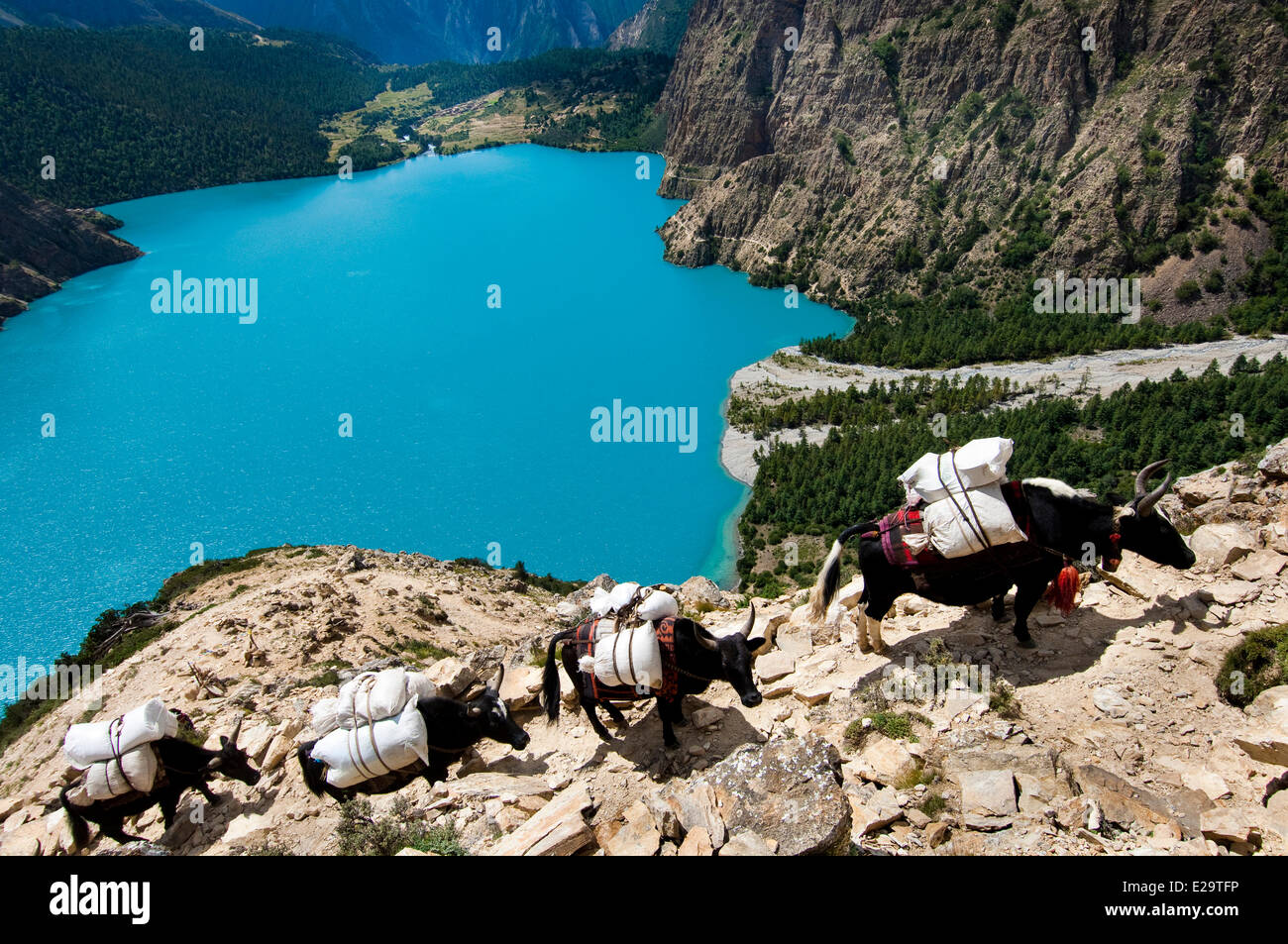 Nepal, Karnali Zone, Dolpo Region, Ringmo, Phoksumdo lake, caravan of ...