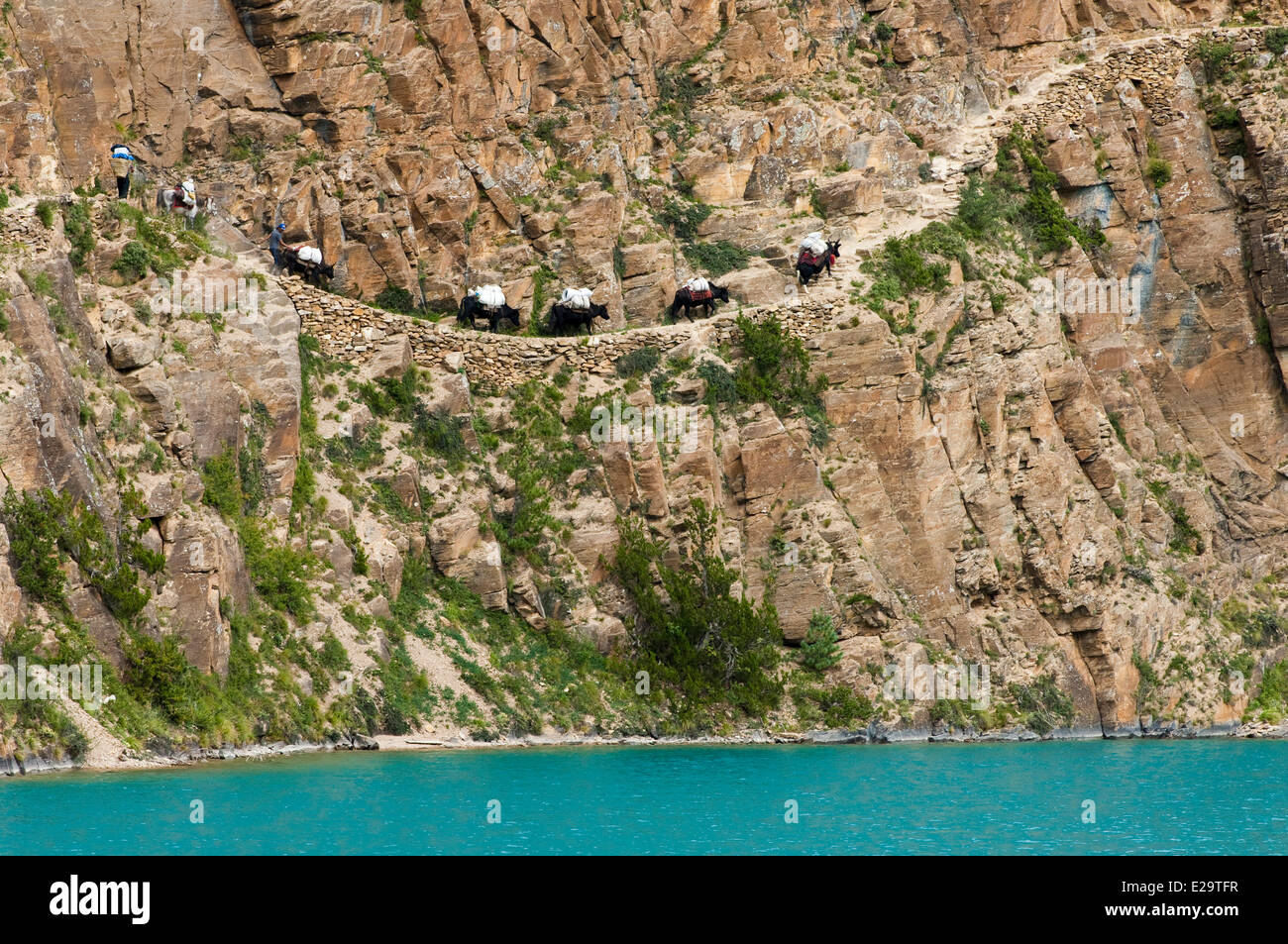 Dzos hi-res stock photography and images - Alamy