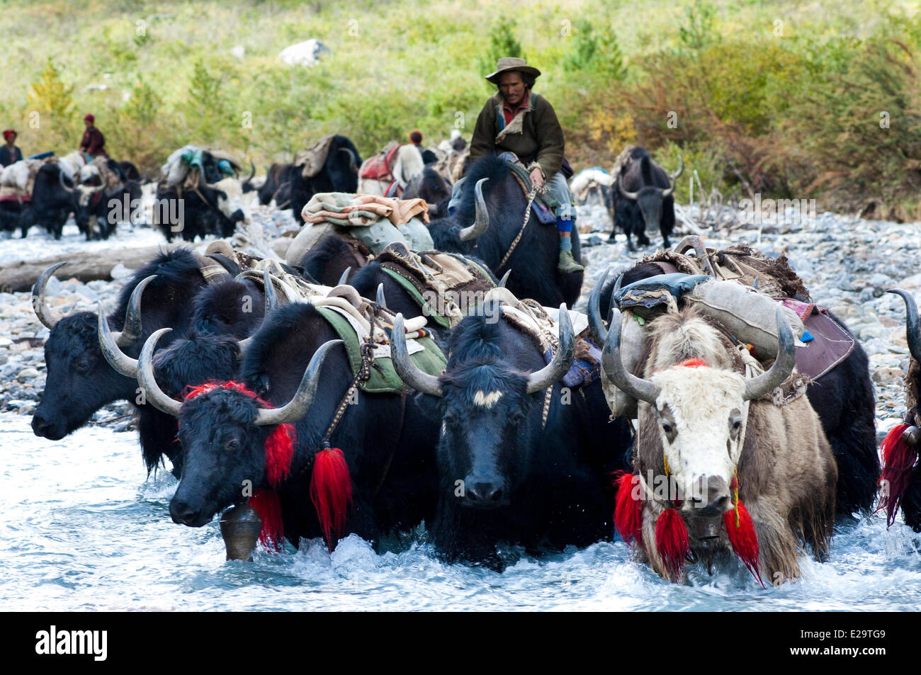 Nepal, Karnali Zone, Dolpo Region, caravan of yaks Stock Photo - Alamy