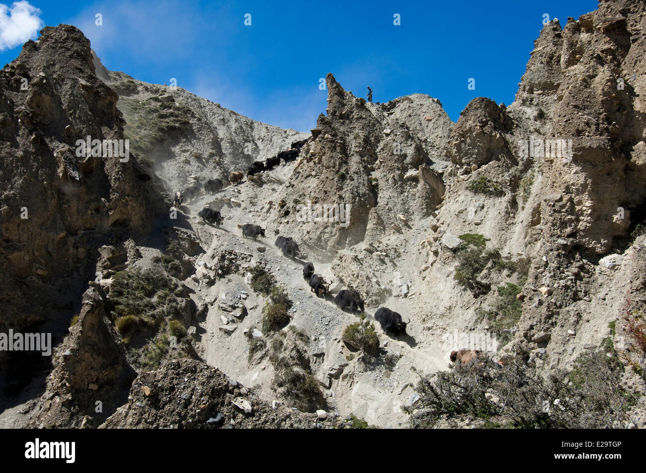 Nepal, Karnali Zone, Dolpo Region, Thuje La, yaks caravans Stock Photo ...