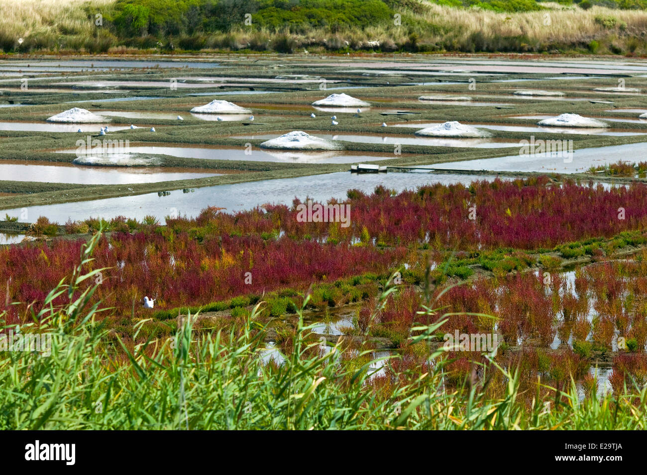 France, Loire Atlantique, Guerande, salt marsh Stock Photo - Alamy