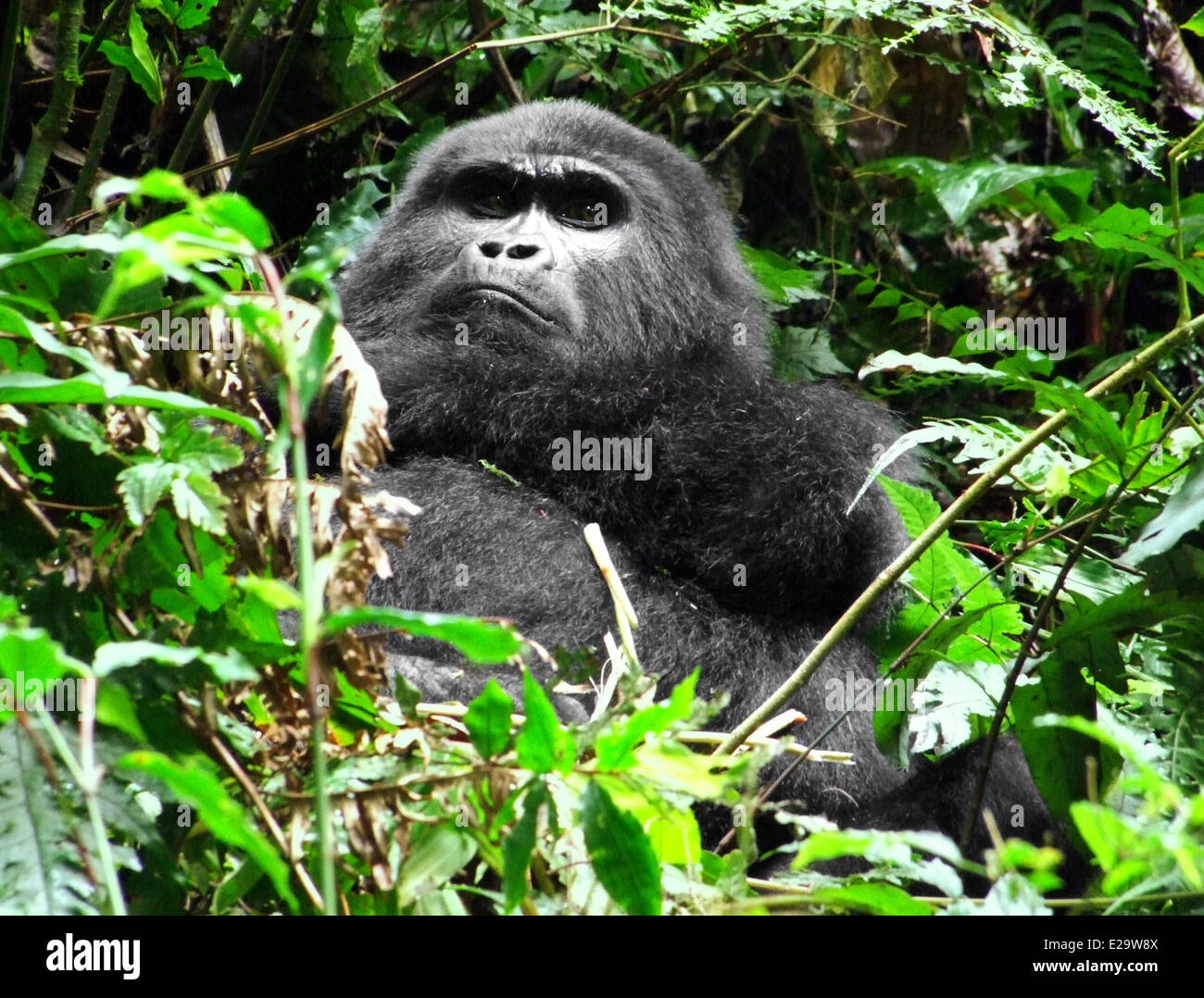 Tropical cloud forest animal hi-res stock photography and images - Alamy