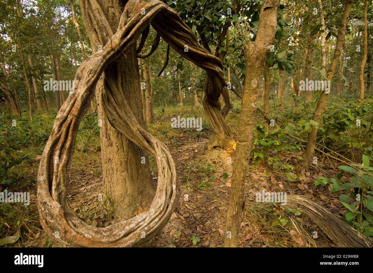 Nepal terai area bheri zone hi-res stock photography and images - Alamy
