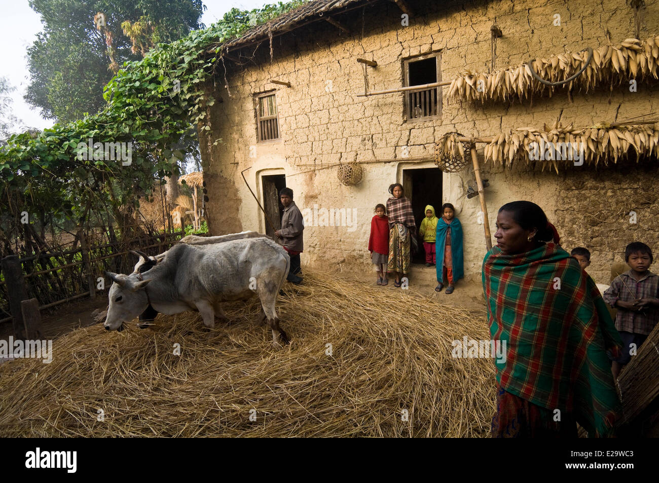 Nepal, Terai area, Rapti Zone, Dang Deokhuri District, traditional ...