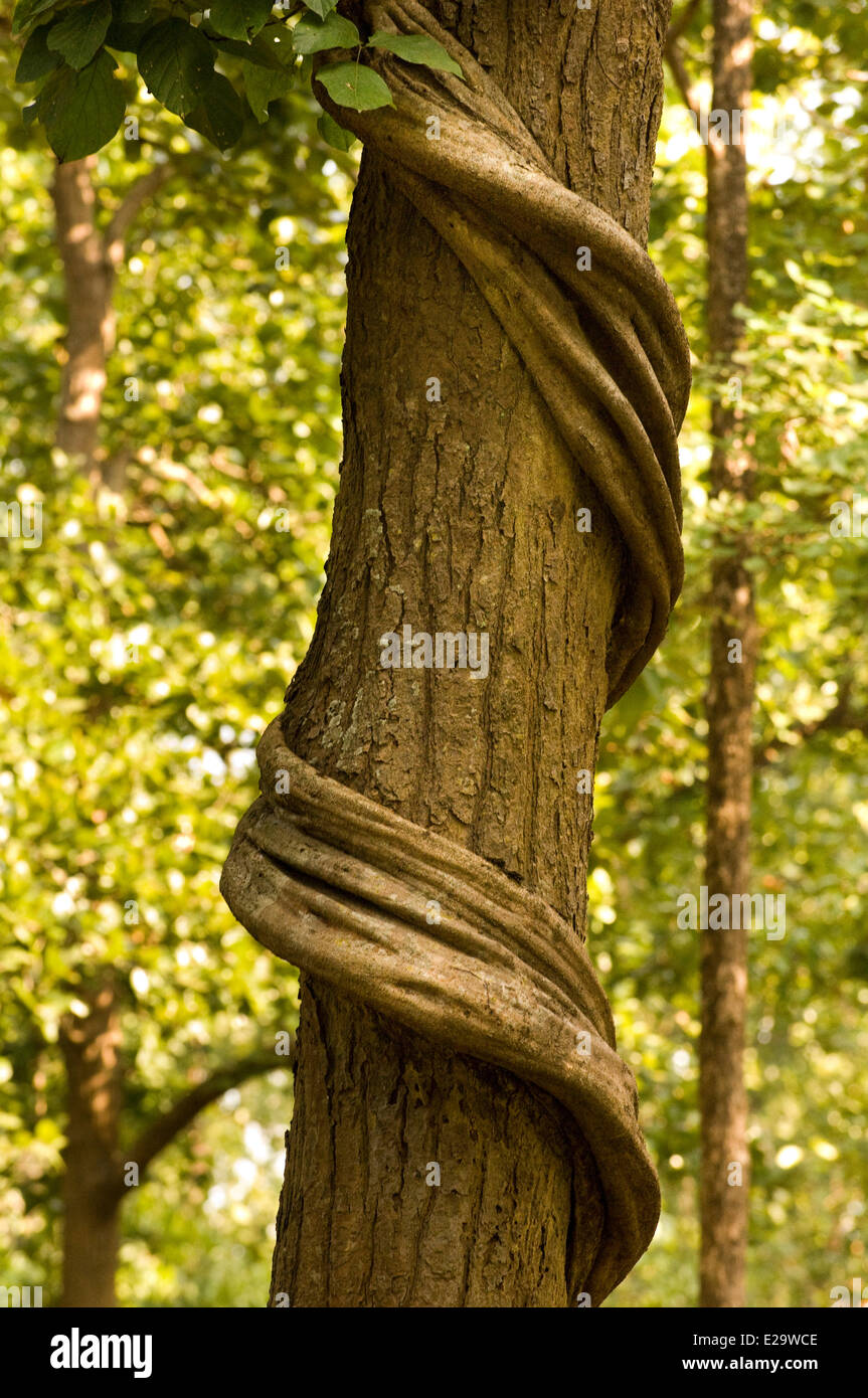 Nepal terai area bheri zone hi-res stock photography and images - Alamy