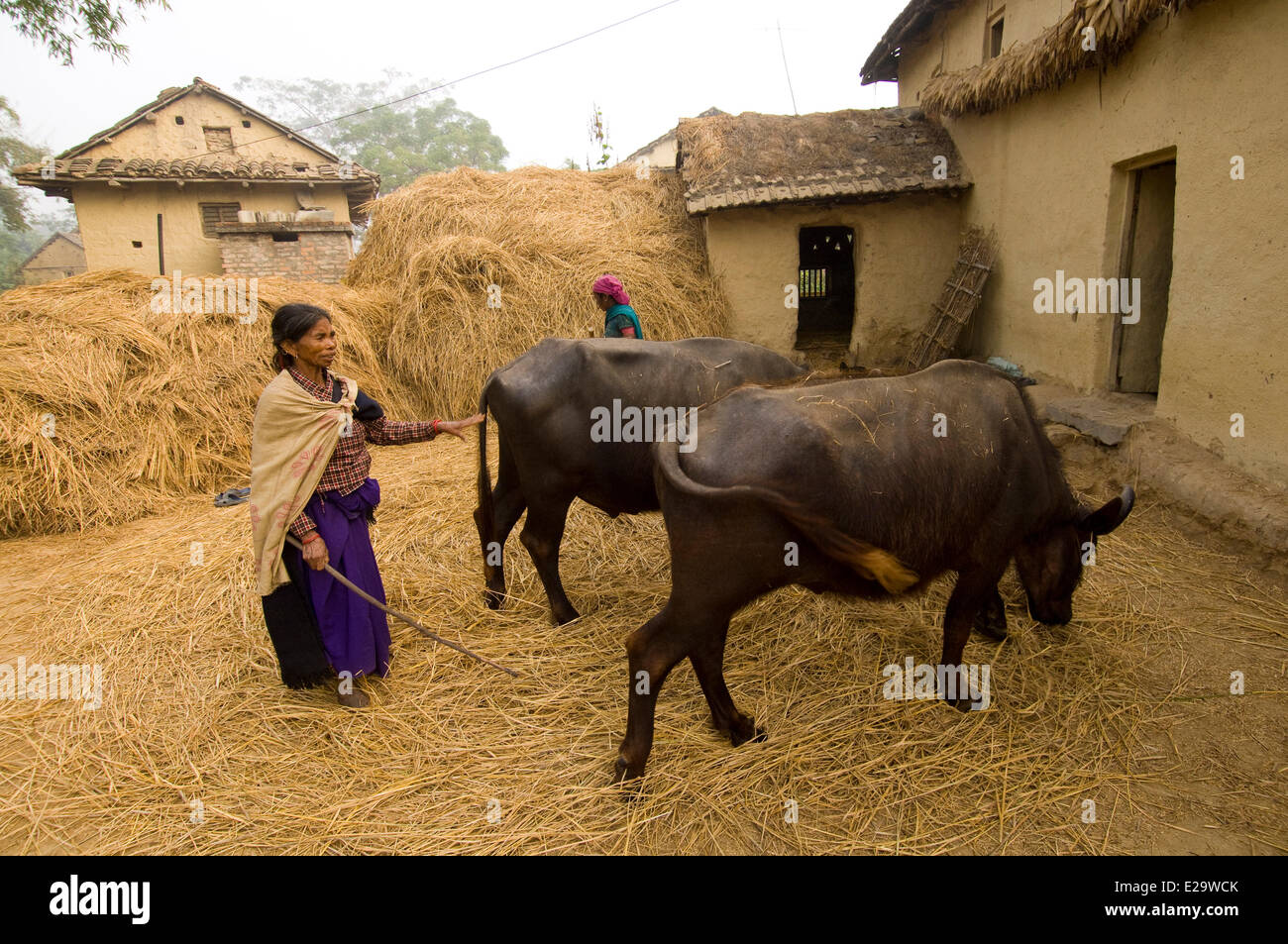 Nepal, Terai area, Rapti Zone, Dang Deokhuri District, traditional ...