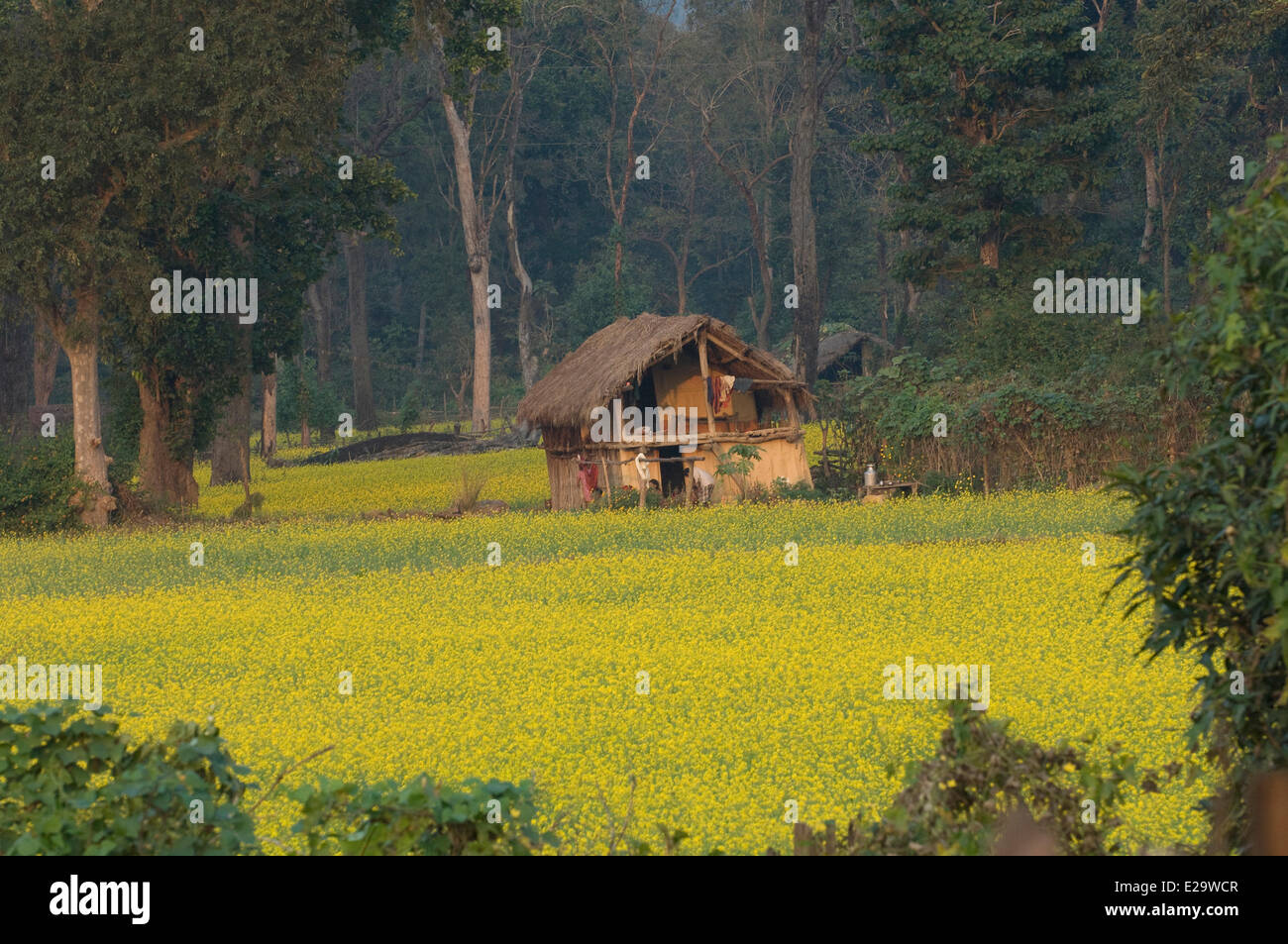 Nepal, Terai area, Chisapani, traditional house Stock Photo - Alamy