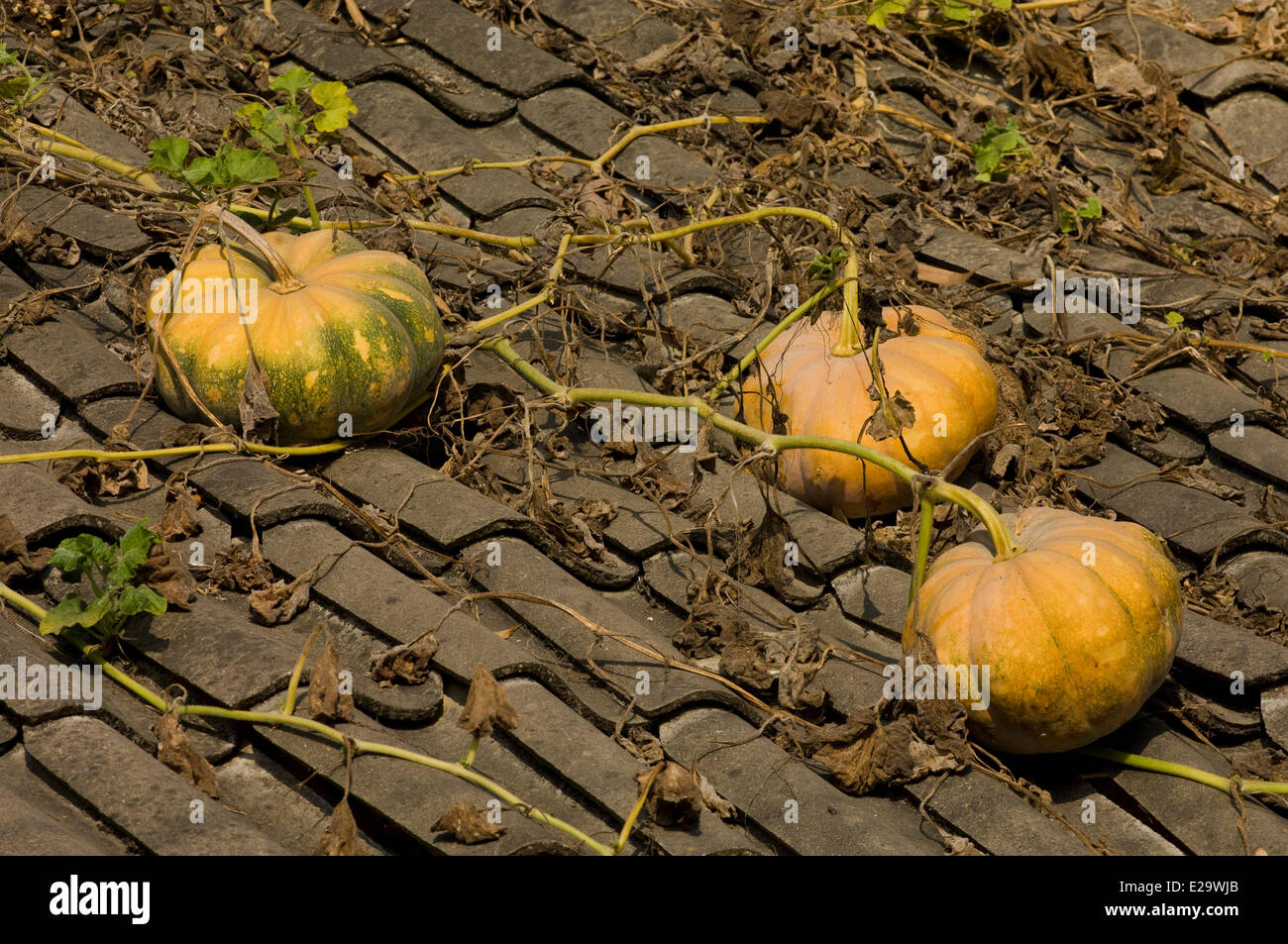 Nepal, Terai area, Rapti Zone, Dang Deokhuri District, traditional ...